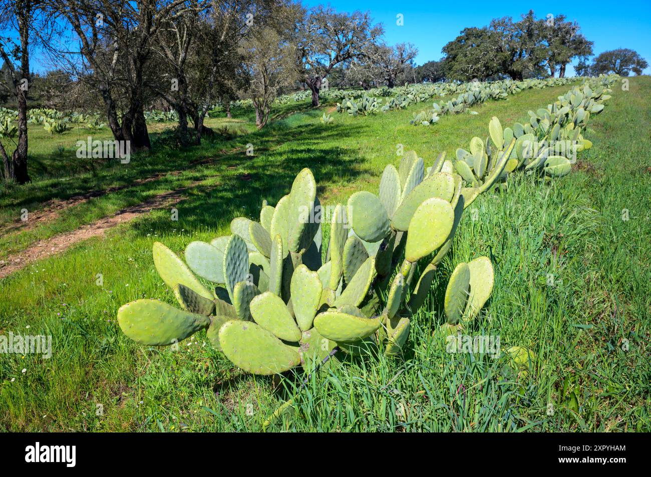 Prickly pear cactus farm crop field, Alentejo, Portugal Stock Photo - Alamy