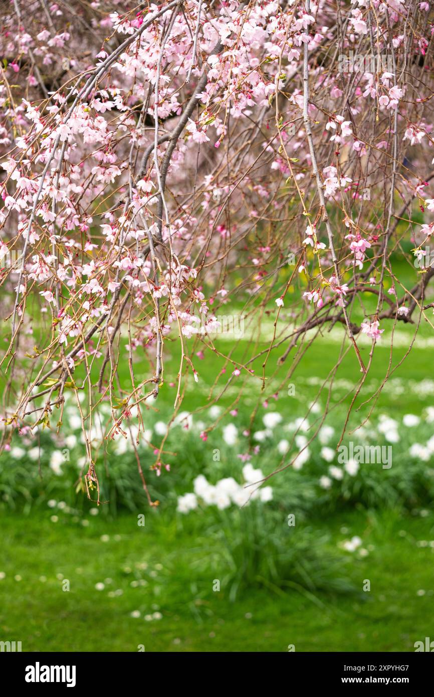 Springtime in St James Park, London, England Stock Photo - Alamy