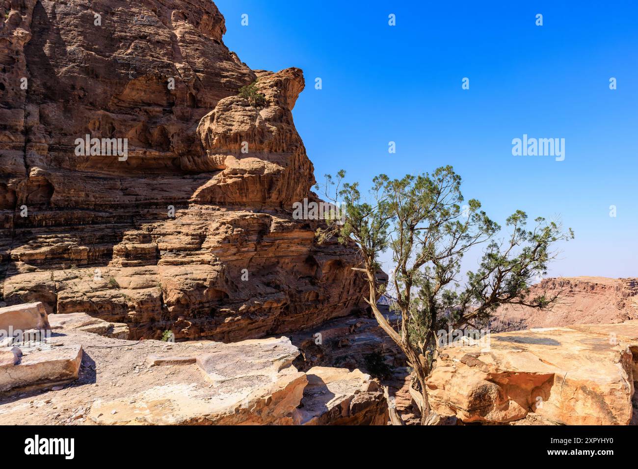 Alone tree growing in the Wadi Musa desert in Jordan Stock Photo - Alamy