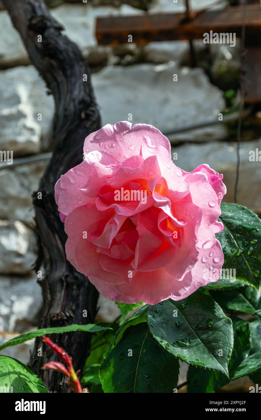 Flower of a rose, after rain Stock Photo - Alamy