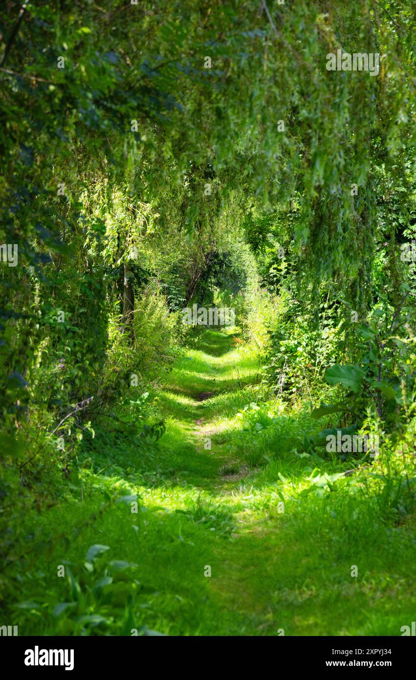 A tree path along River Thames, Berkshire, England Stock Photo - Alamy