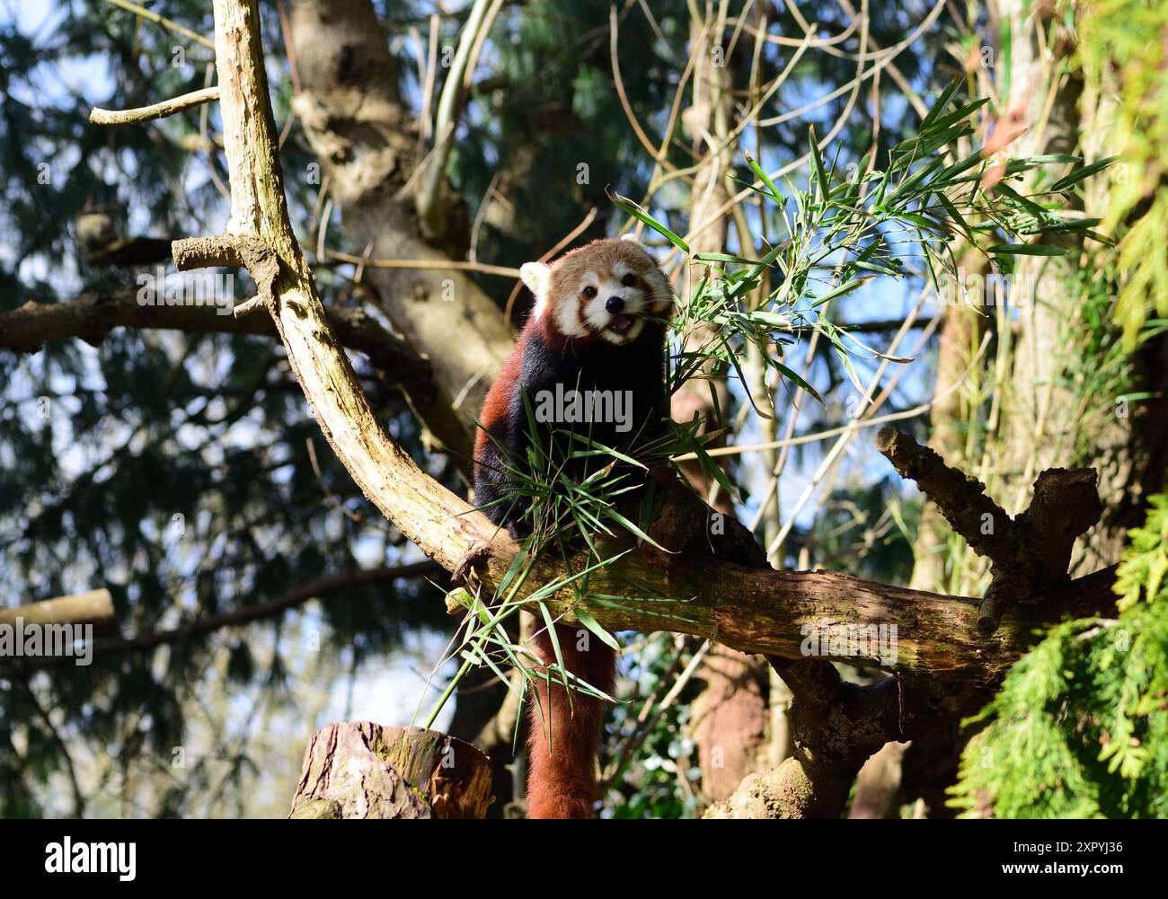 A red panda in its enclosure at Paignton zoo, South Devon Stock Photo ...
