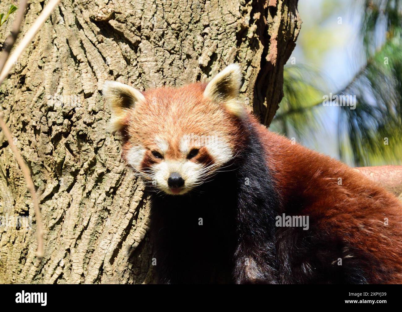 A red panda in its enclosure at Paignton zoo, South Devon Stock Photo ...