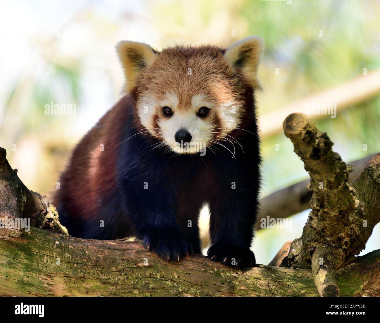 A red panda in its enclosure at Paignton zoo, South Devon Stock Photo ...