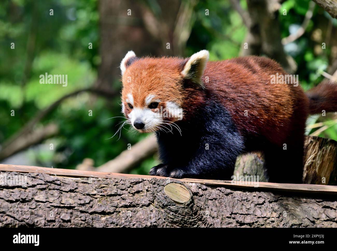 A red panda in its enclosure at Paignton zoo, South Devon Stock Photo ...