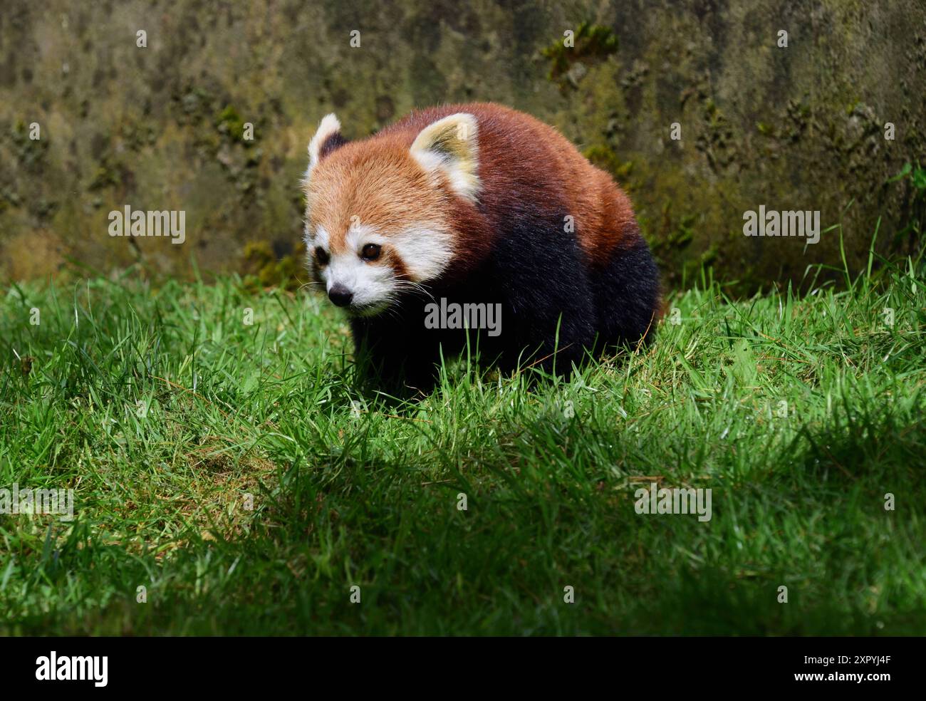 A red panda in its enclosure at Paignton zoo, South Devon Stock Photo ...