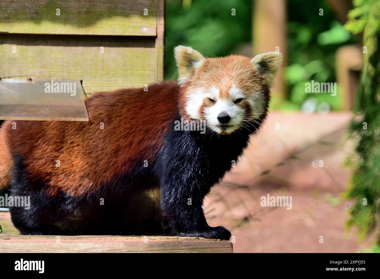 A red panda in its enclosure at Paignton zoo, South Devon Stock Photo ...