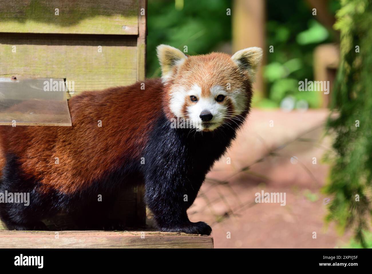 A red panda in its enclosure at Paignton zoo, South Devon Stock Photo ...