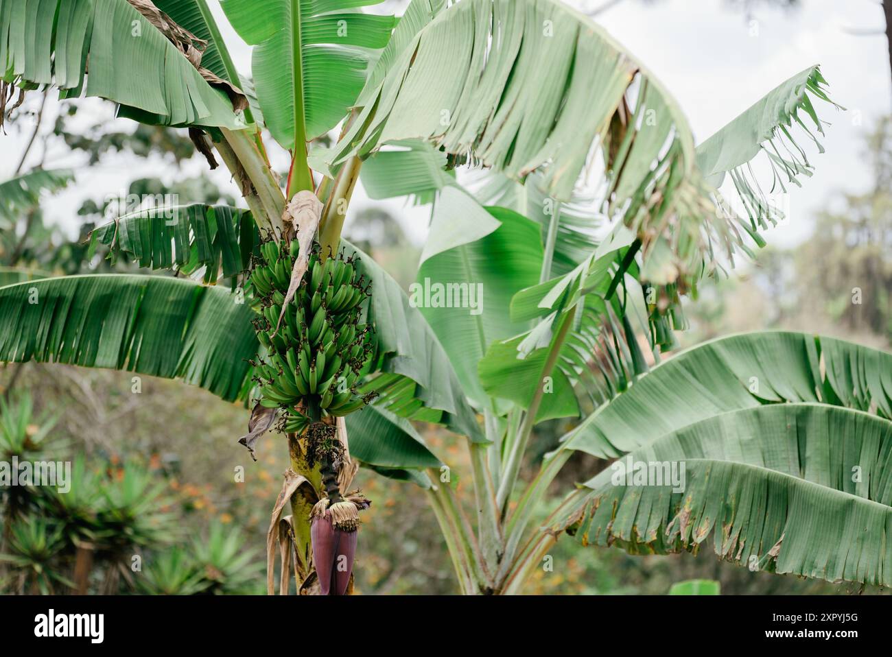 Banana green leaves plants hi-res stock photography and images - Alamy