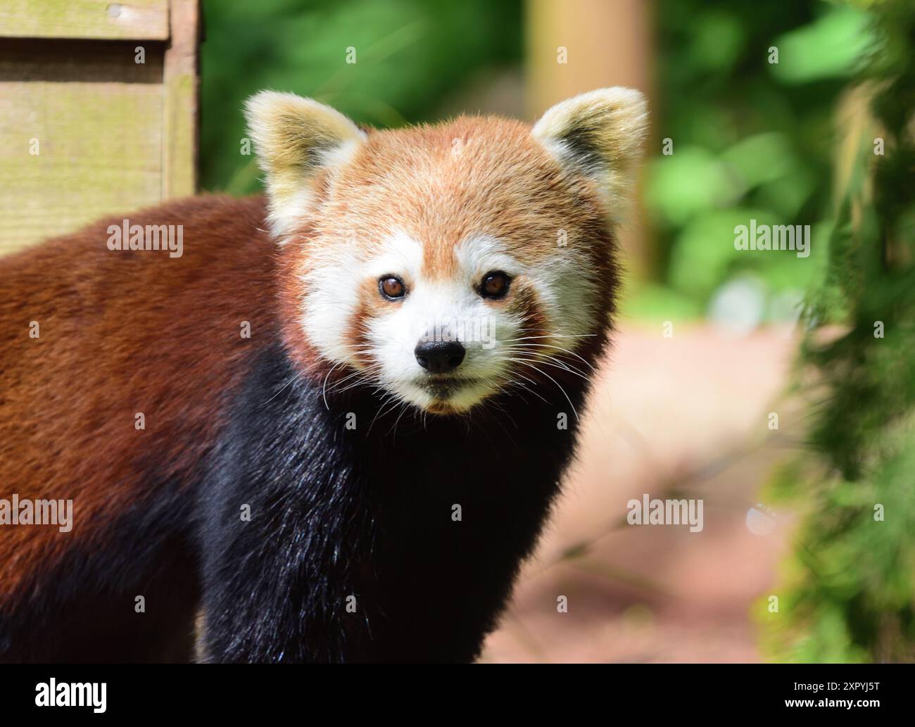 A red panda in its enclosure at Paignton zoo, South Devon Stock Photo ...