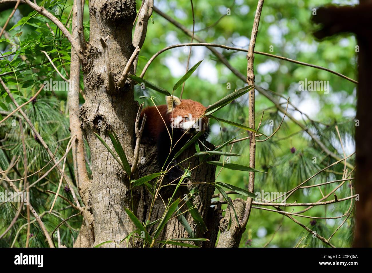 A red panda eating bamboo leaves in its enclosure at Paignton zoo ...