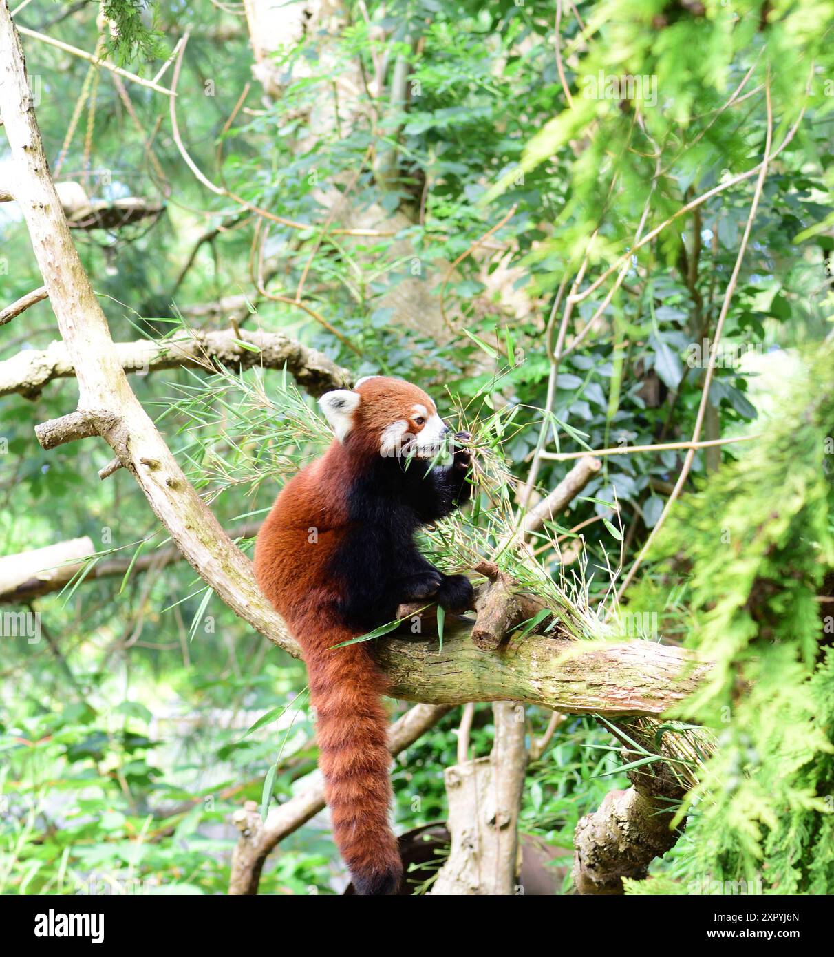 A red panda eating bamboo leaves in its enclosure at Paignton zoo ...