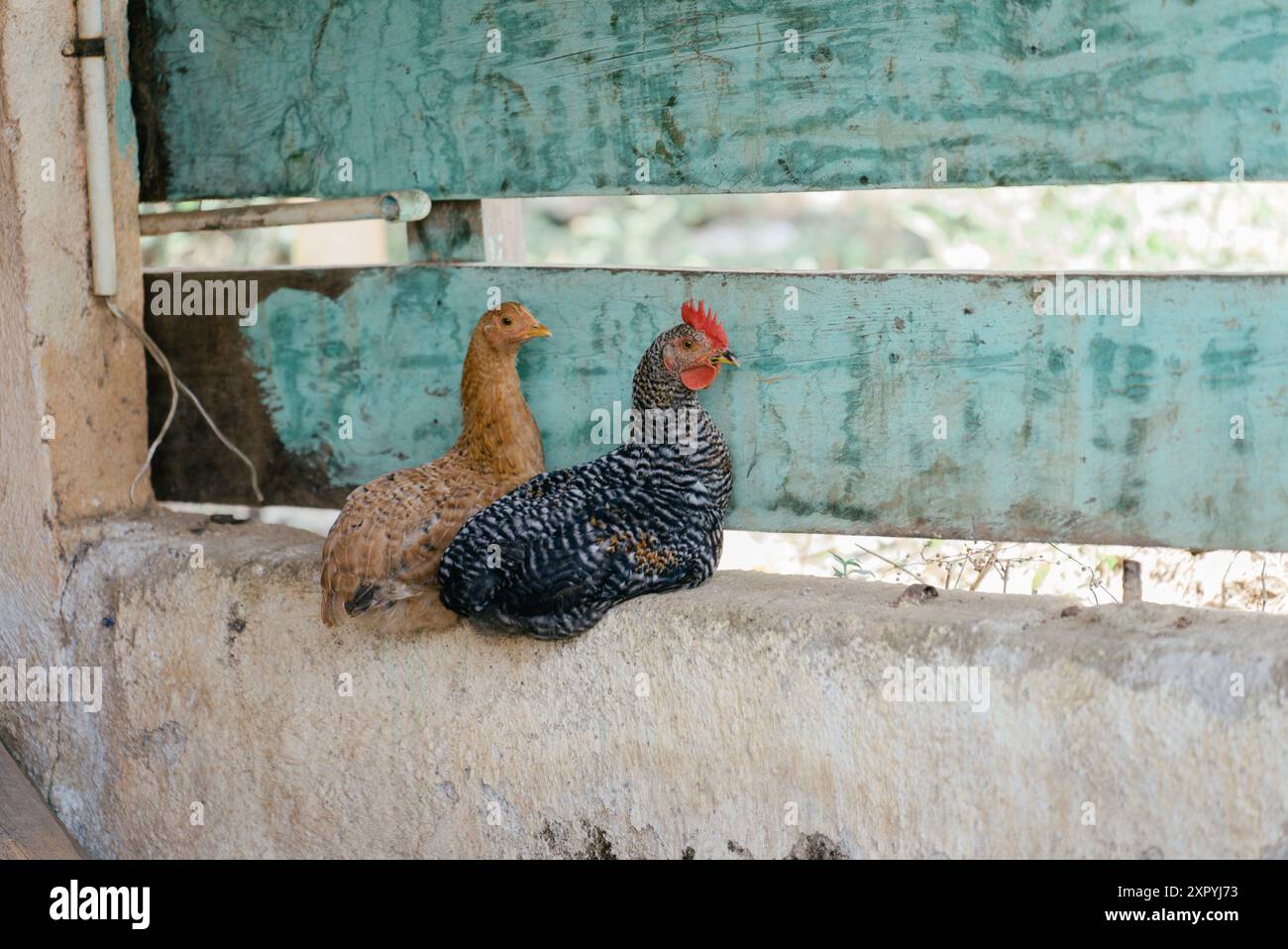 Wild chickens hi-res stock photography and images - Alamy