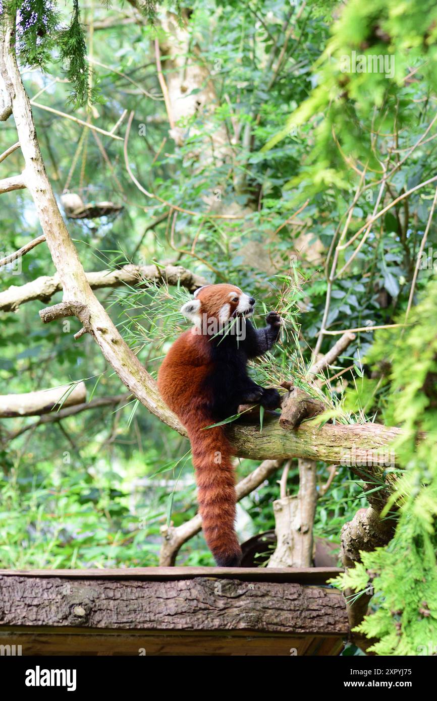 A red panda eating bamboo leaves in its enclosure at Paignton zoo ...