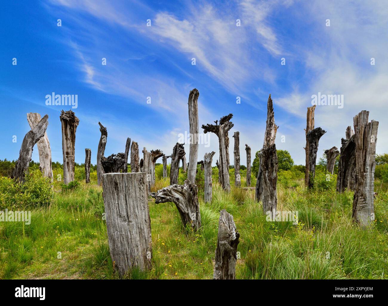 "Bog Track", aka "The Black Forest" is an environmental sculpture by ...