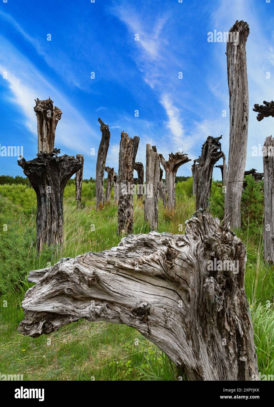 Irish bog oak hi-res stock photography and images - Alamy