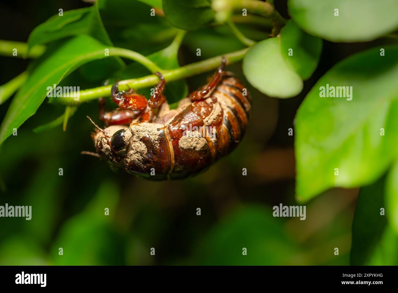 a cicada about to molt its shell and feathering at horizontal ...