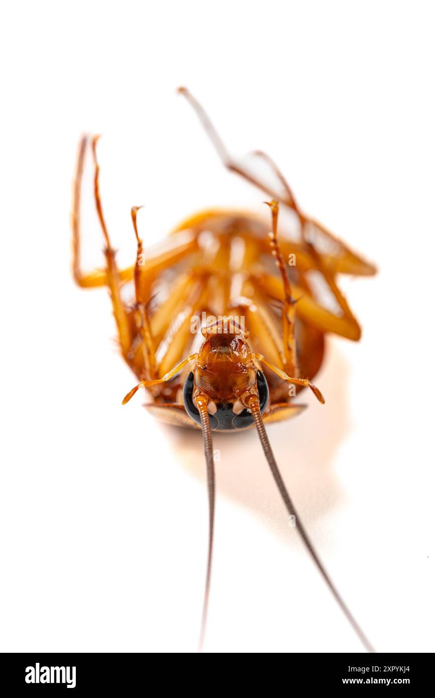 a poisoned and dying cockroach on white background close up at vertical ...