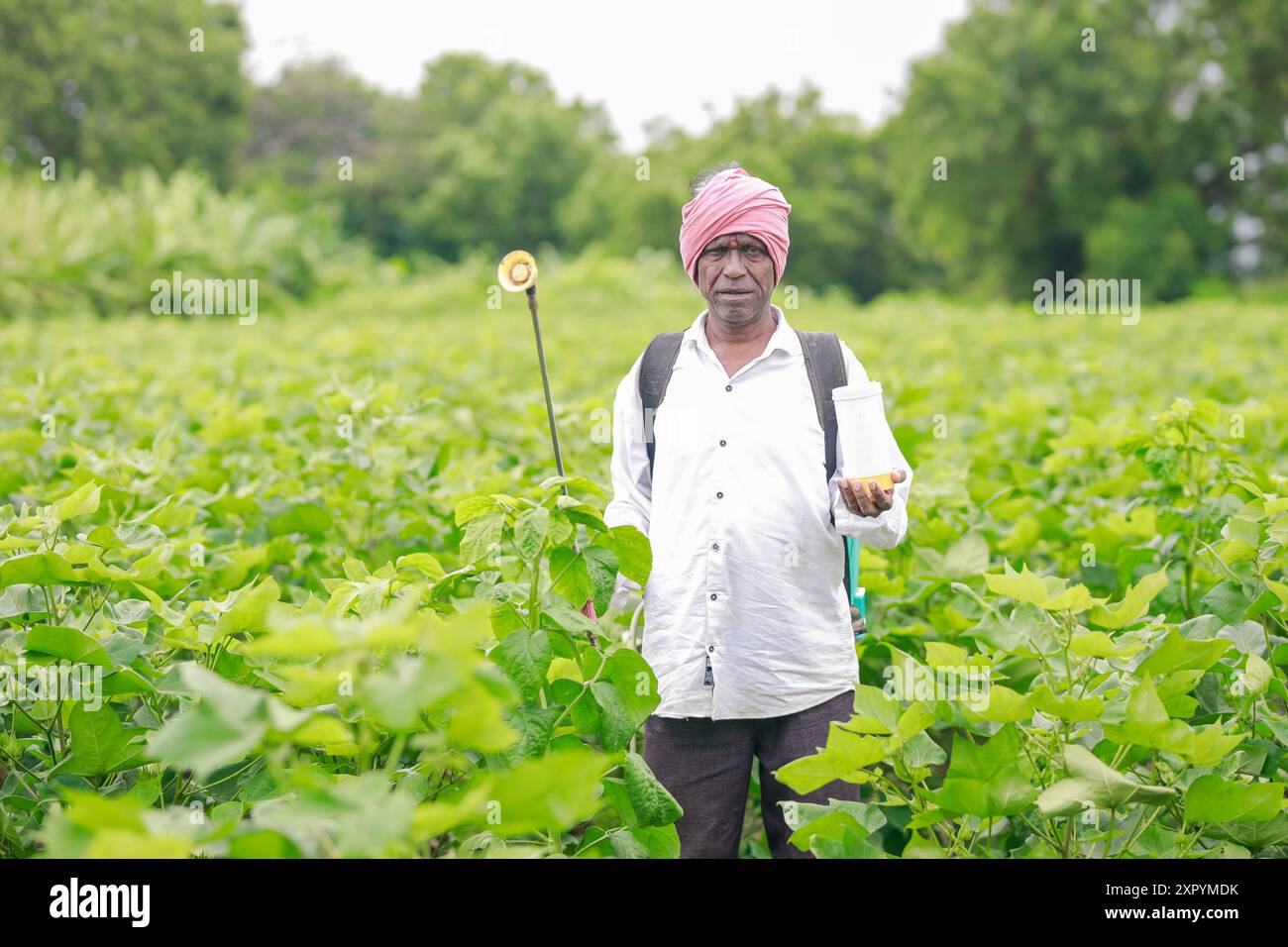 Indian farmer working on farm field, spraying fertilizer on soil and ...