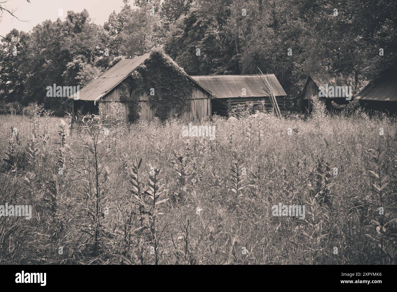 Abandoned cabin overgrown house hi-res stock photography and images - Alamy