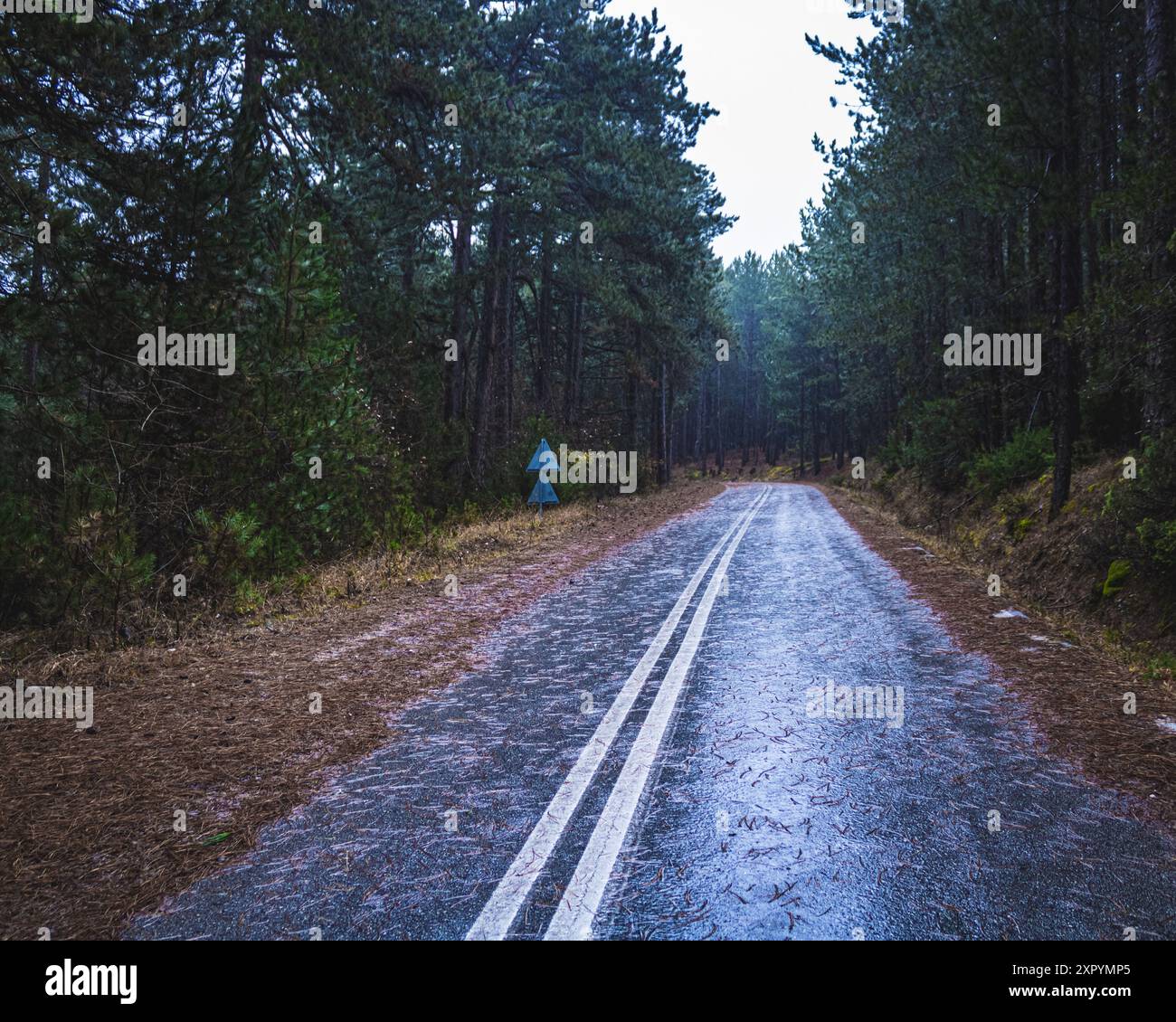Quiet woodland road hi-res stock photography and images - Alamy
