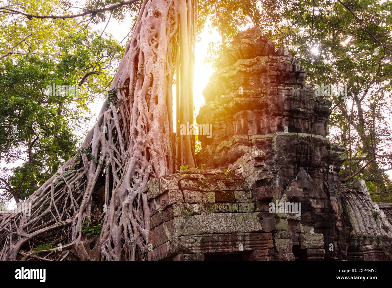 Angkor Thom, ancient temple ruins in Cambodia jungle with tree roots ...