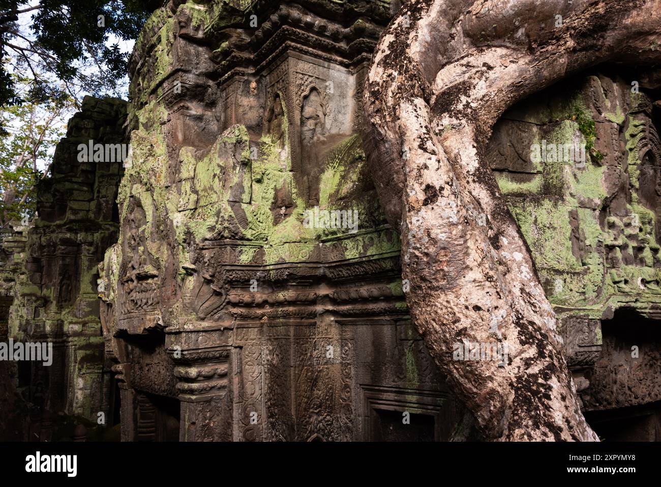 Angkor Thom, ancient temple ruins in Cambodia jungle with tree roots ...