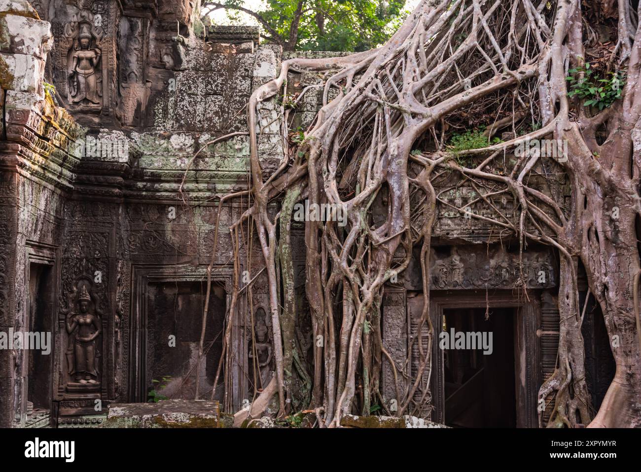 Angkor Thom, ancient temple ruins in Cambodia jungle with tree roots ...
