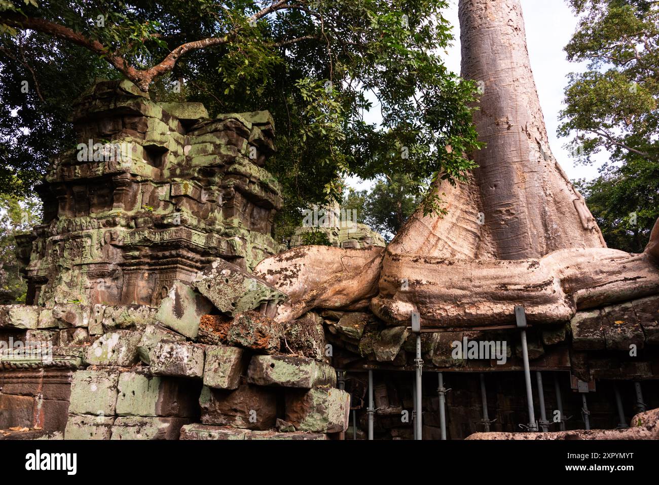Angkor Thom, ancient temple ruins in Cambodia jungle with tree roots ...