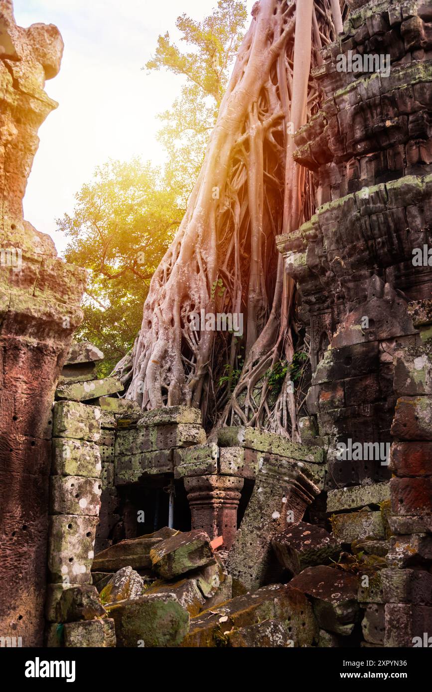 Angkor Thom, ancient temple ruins in Cambodia jungle with tree roots ...