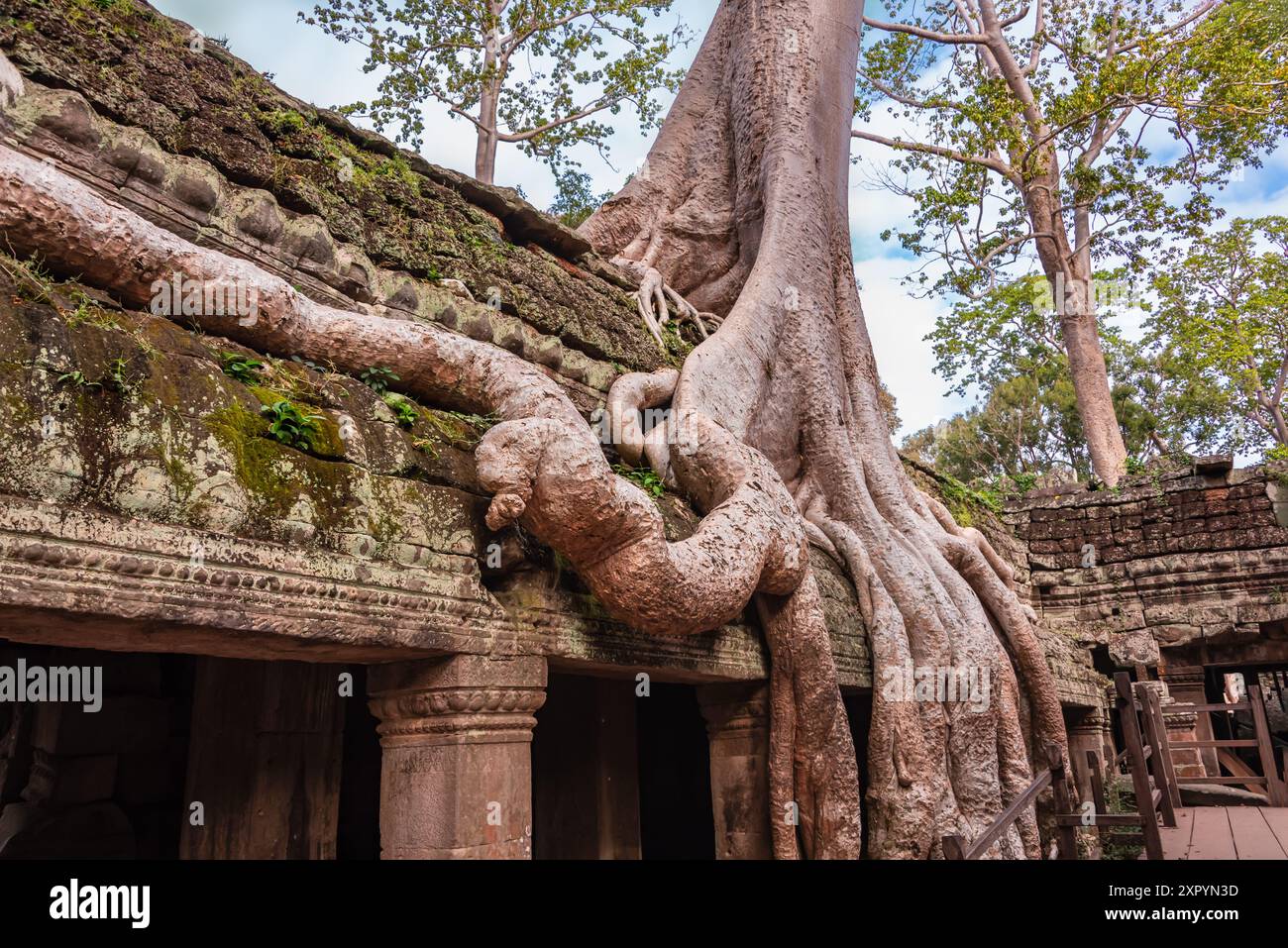 Angkor Thom, ancient temple ruins in Cambodia jungle with tree roots ...