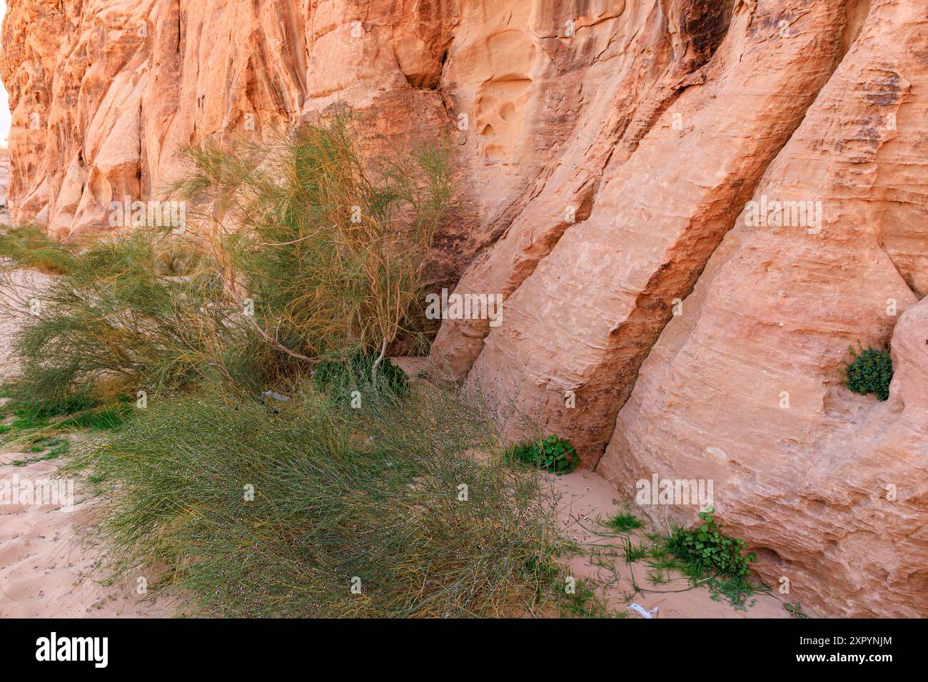 Plants growing in the desert in the shade of the rocks, drawing ...