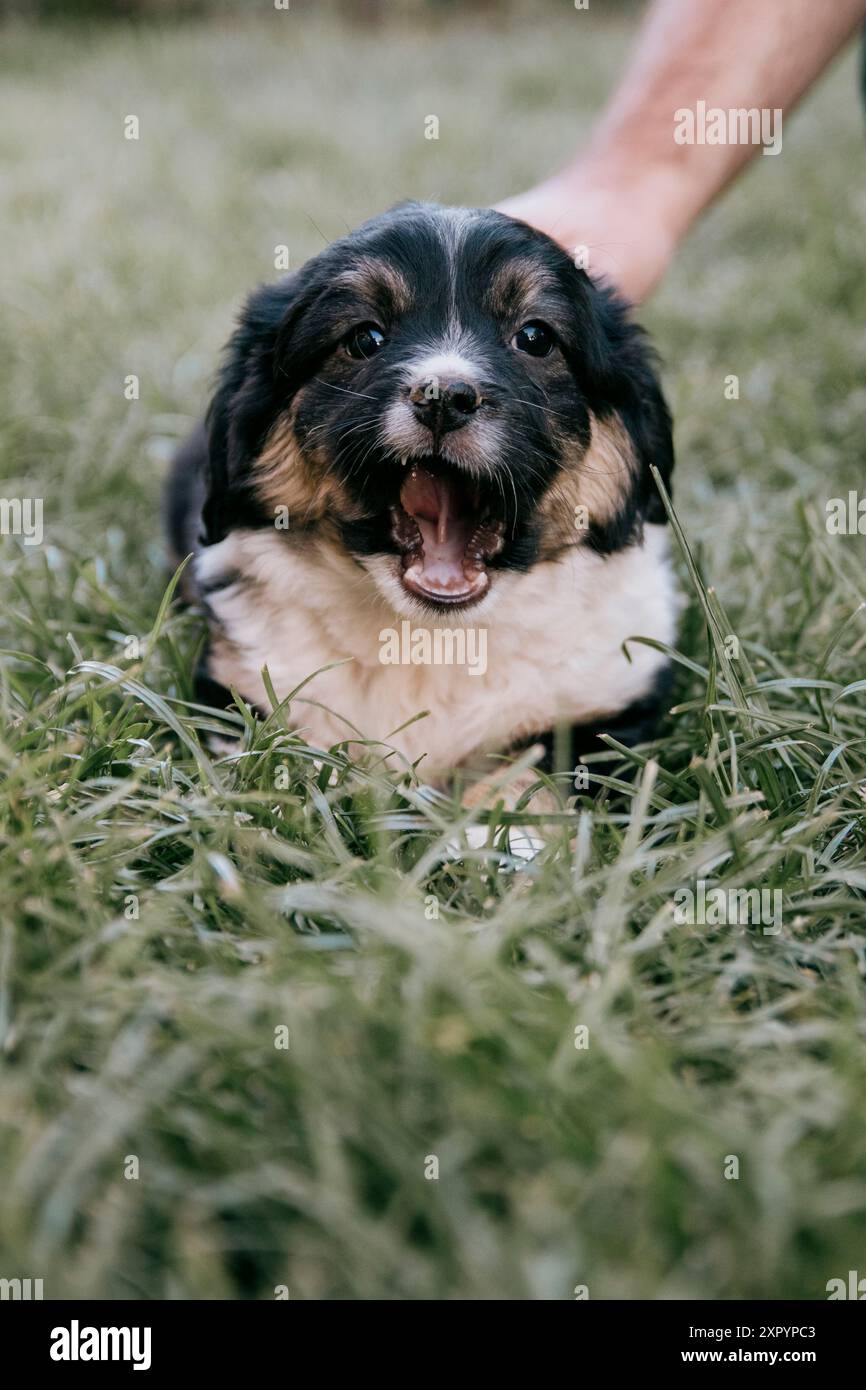 Cute little puppy yawning Stock Photo - Alamy