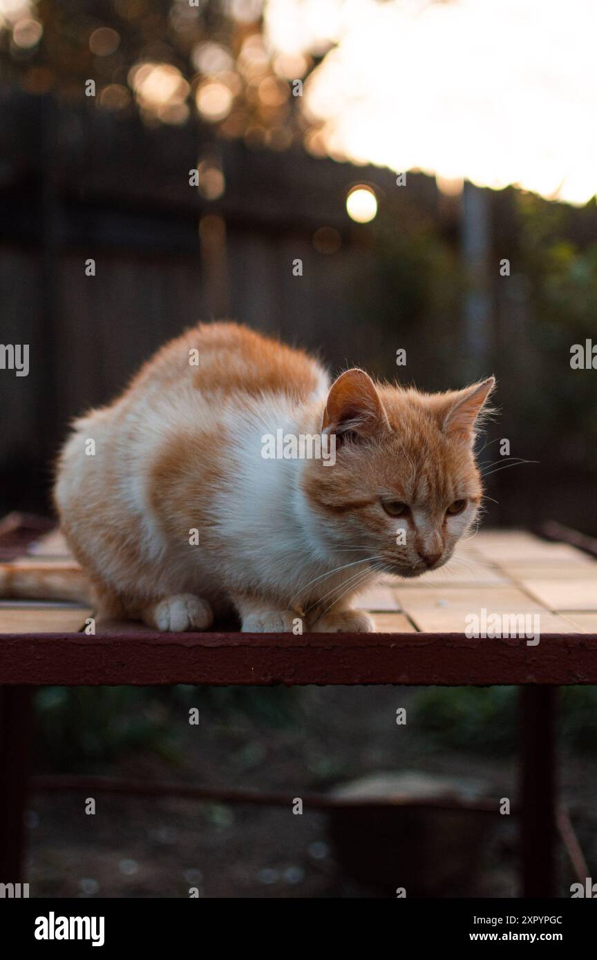 Orange cat sitting hi-res stock photography and images - Alamy