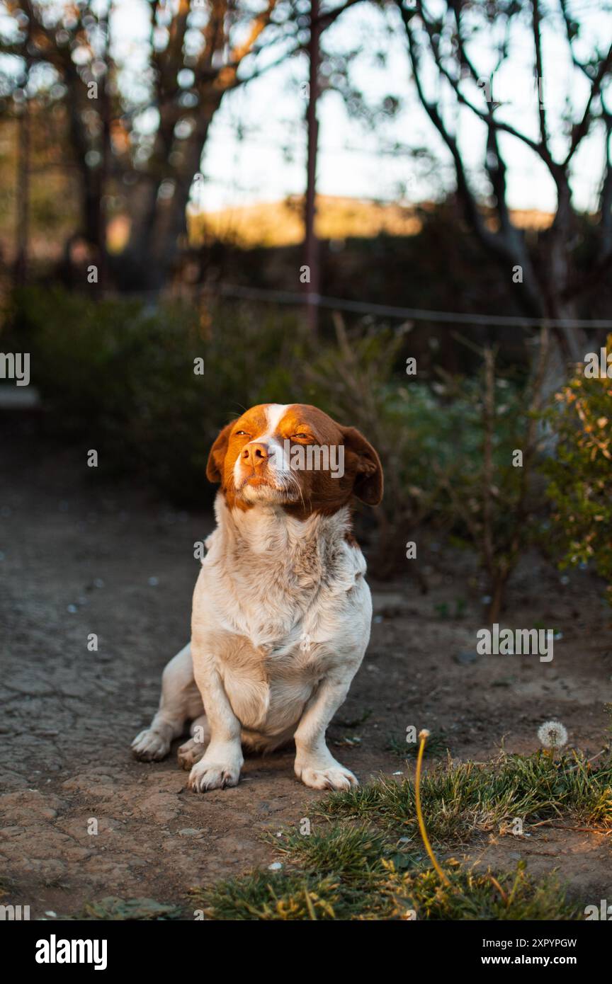 Eyes closed facing the sun hi-res stock photography and images - Alamy