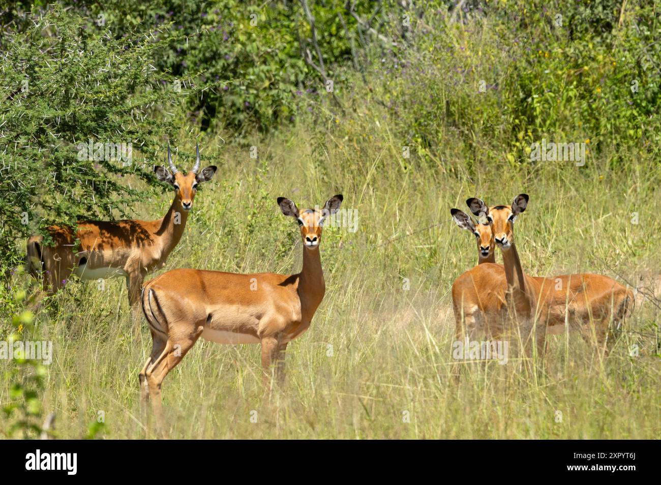 Impala are an ecotone species and move between bush and grasslands ...