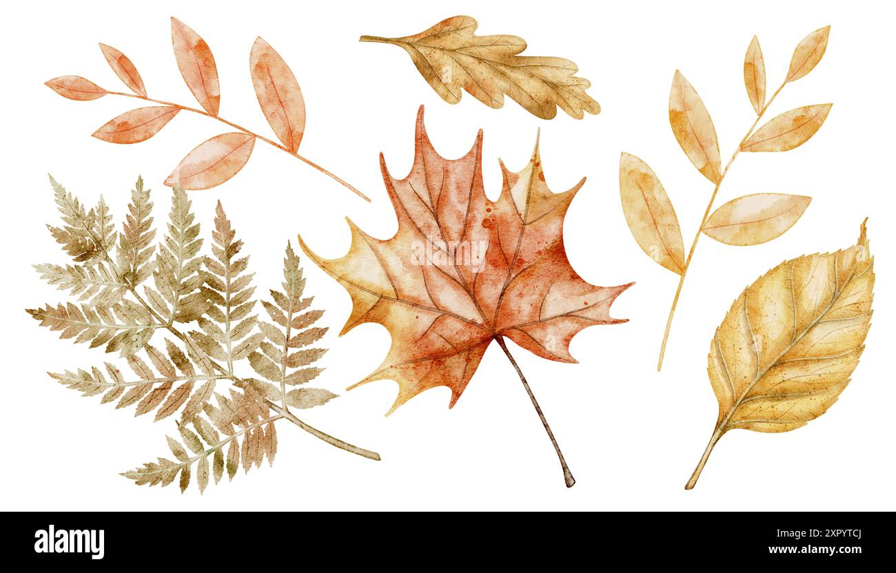 Autumn watercolor leaves on isolated background. Drawing of fall dried ...