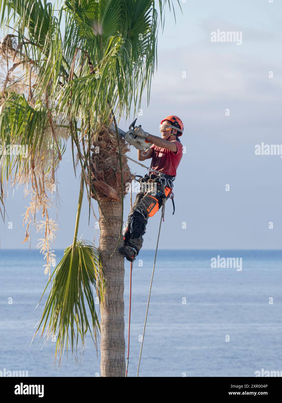 Man with chainsaw up a tree pruning fronds from palm tree in a hotel ...