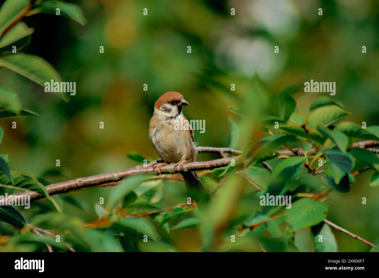 Eurasian tree sparrow (Passer montanus). The chestnut colored bird is ...