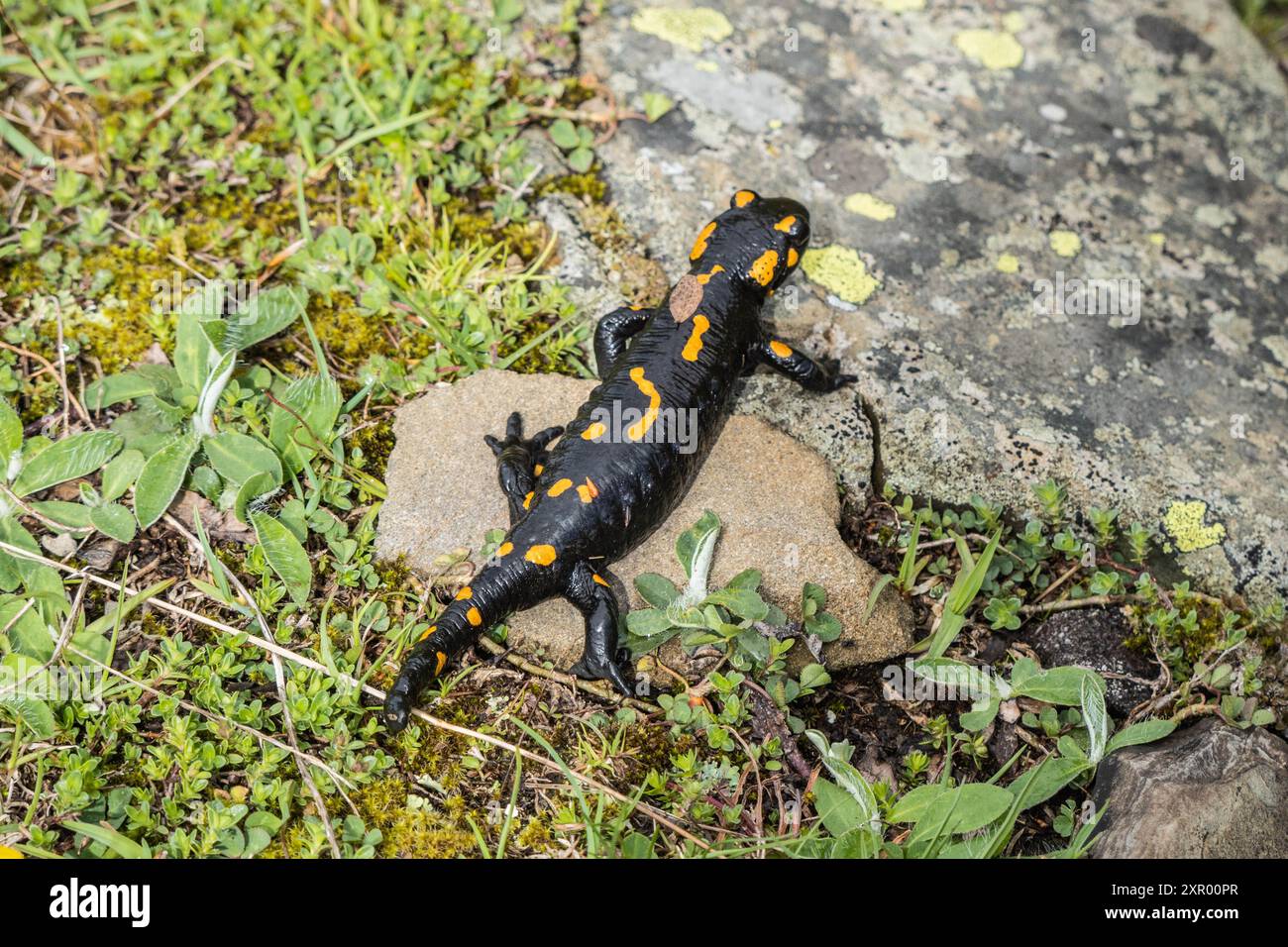 Salamander adaptations hi-res stock photography and images - Alamy