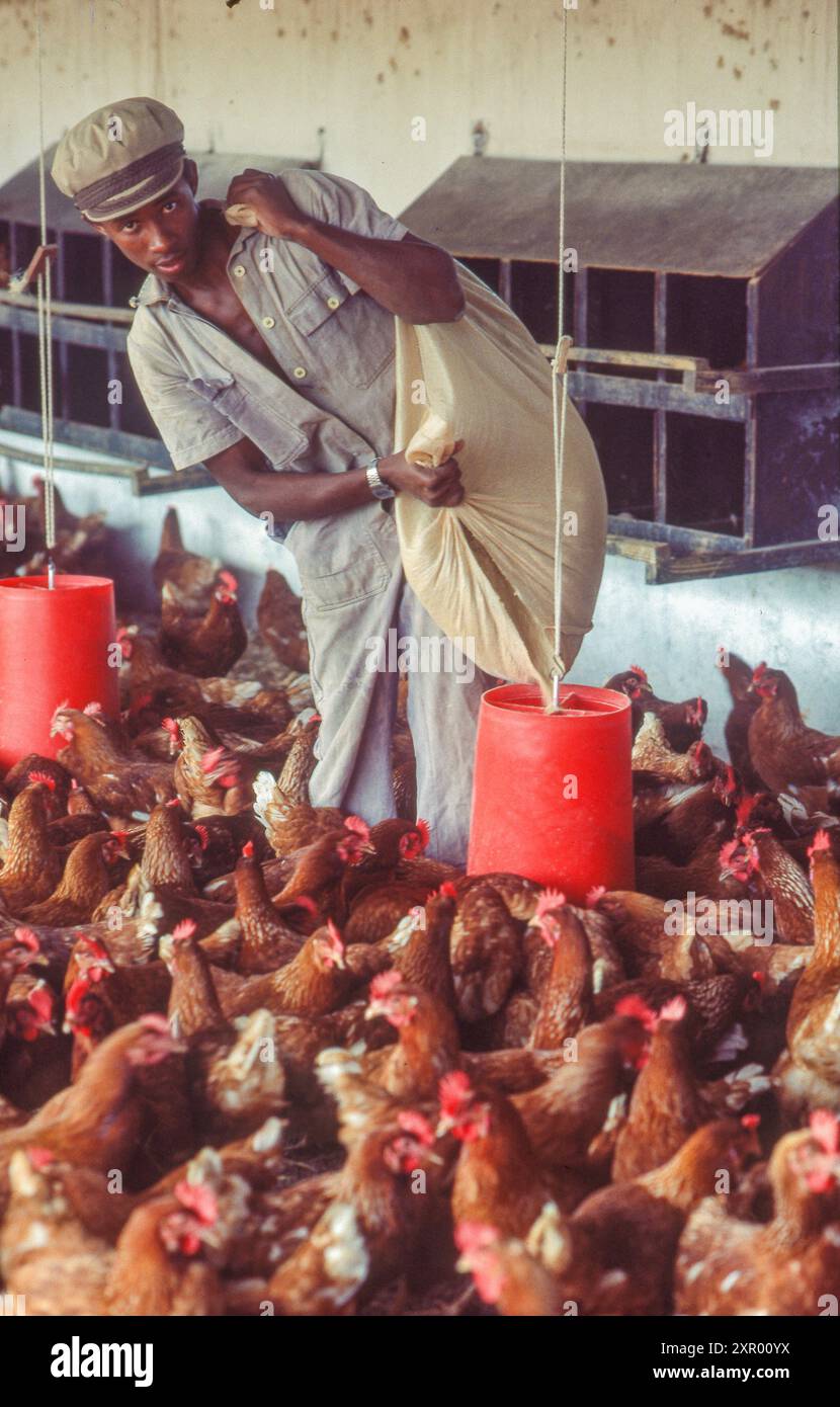 Cape Verde, Sao Tiago. Feeding the hens in a chicken farm Stock Photo ...