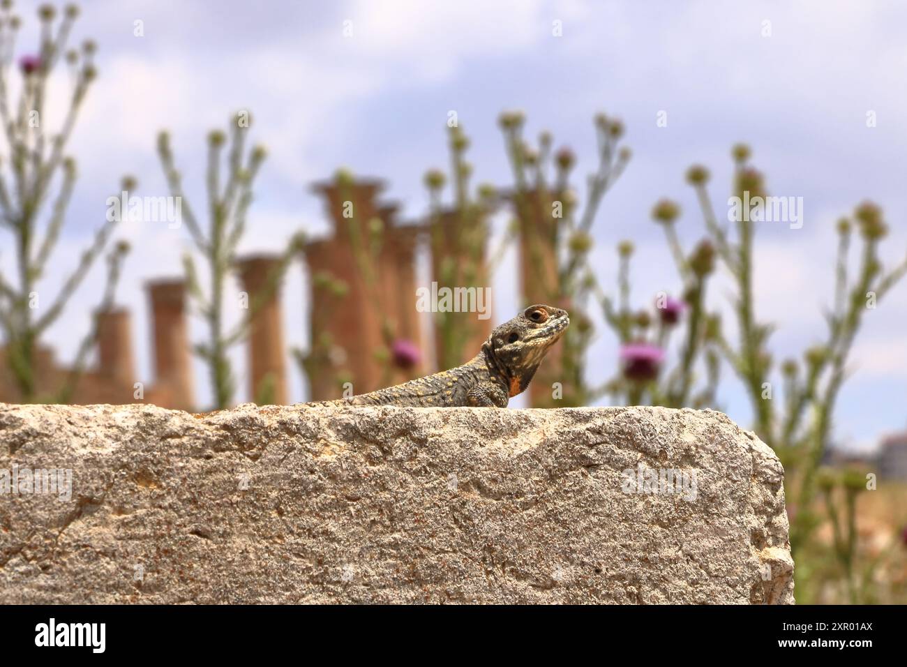 a Well camouflaged lizard at Jerash archaeological site, Jordan Stock ...