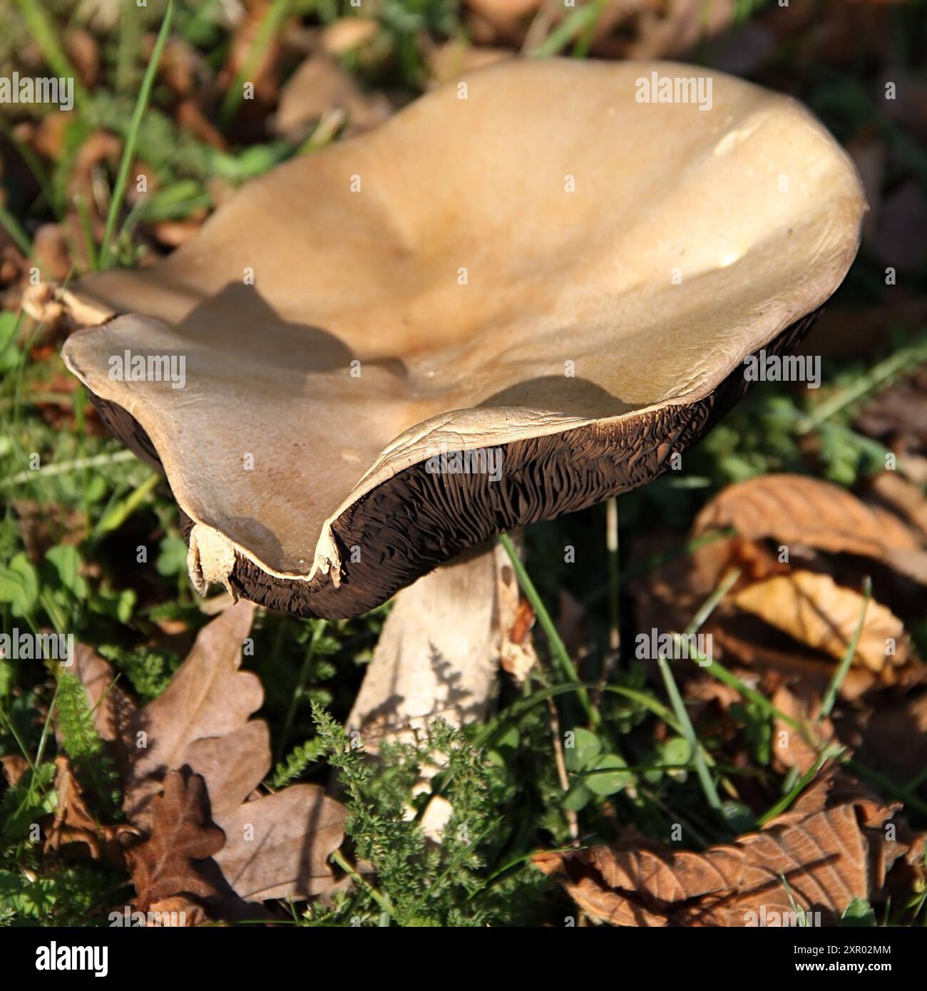 WILD MUSHROOM In Mid-Fall, in South West France Stock Photo - Alamy