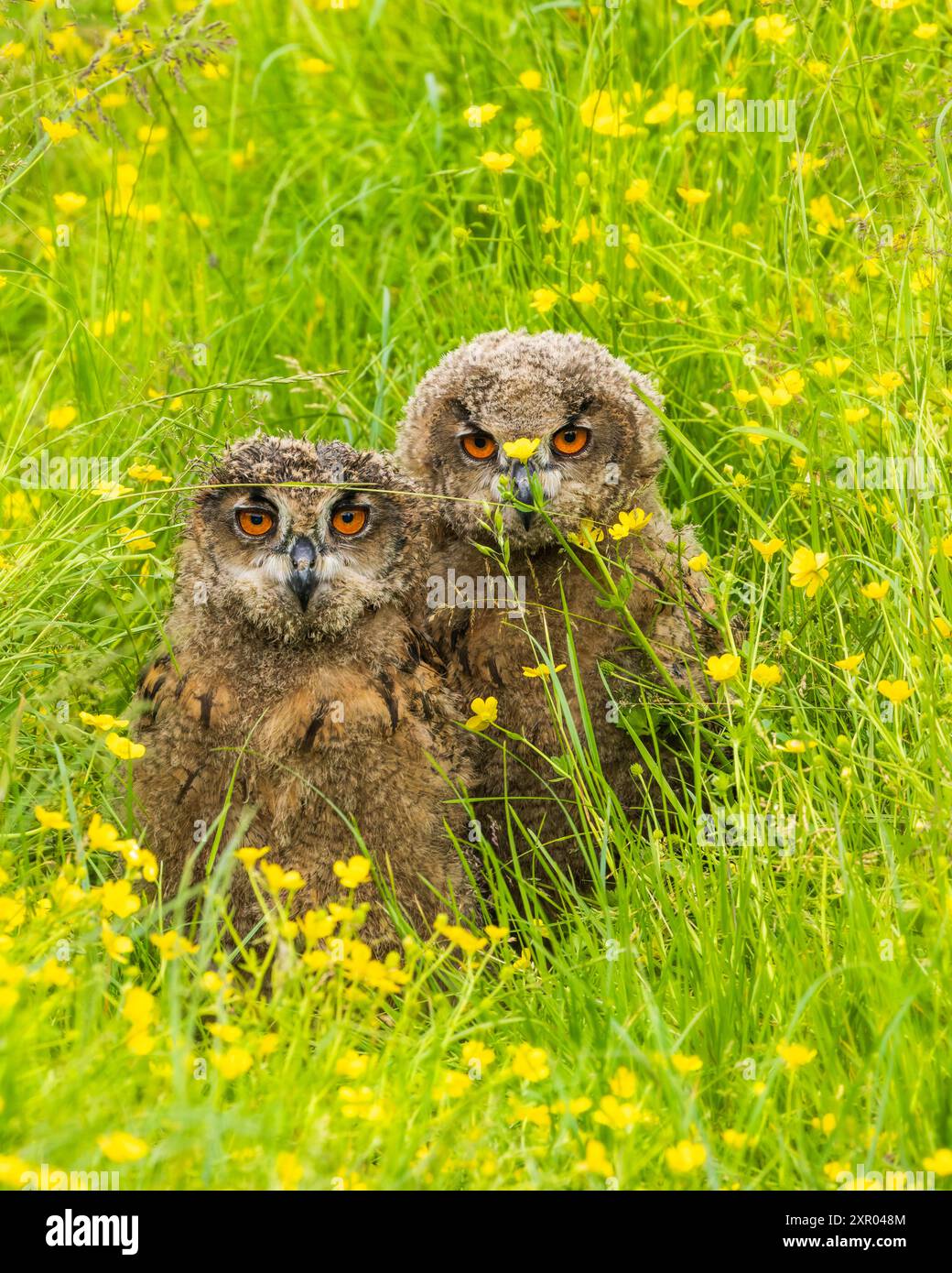 Baby owls hi-res stock photography and images - Alamy