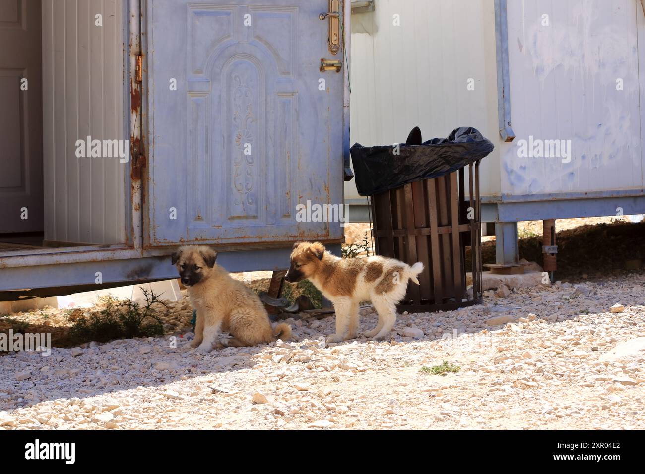 two cute street dog puppies cuddling on the ground, Jordan Stock Photo ...