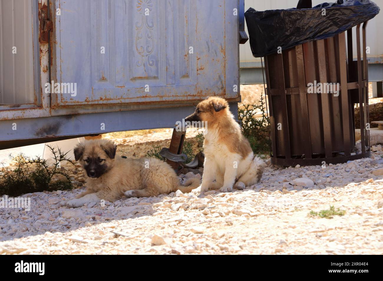 two cute street dog puppies cuddling on the ground, Jordan Stock Photo ...
