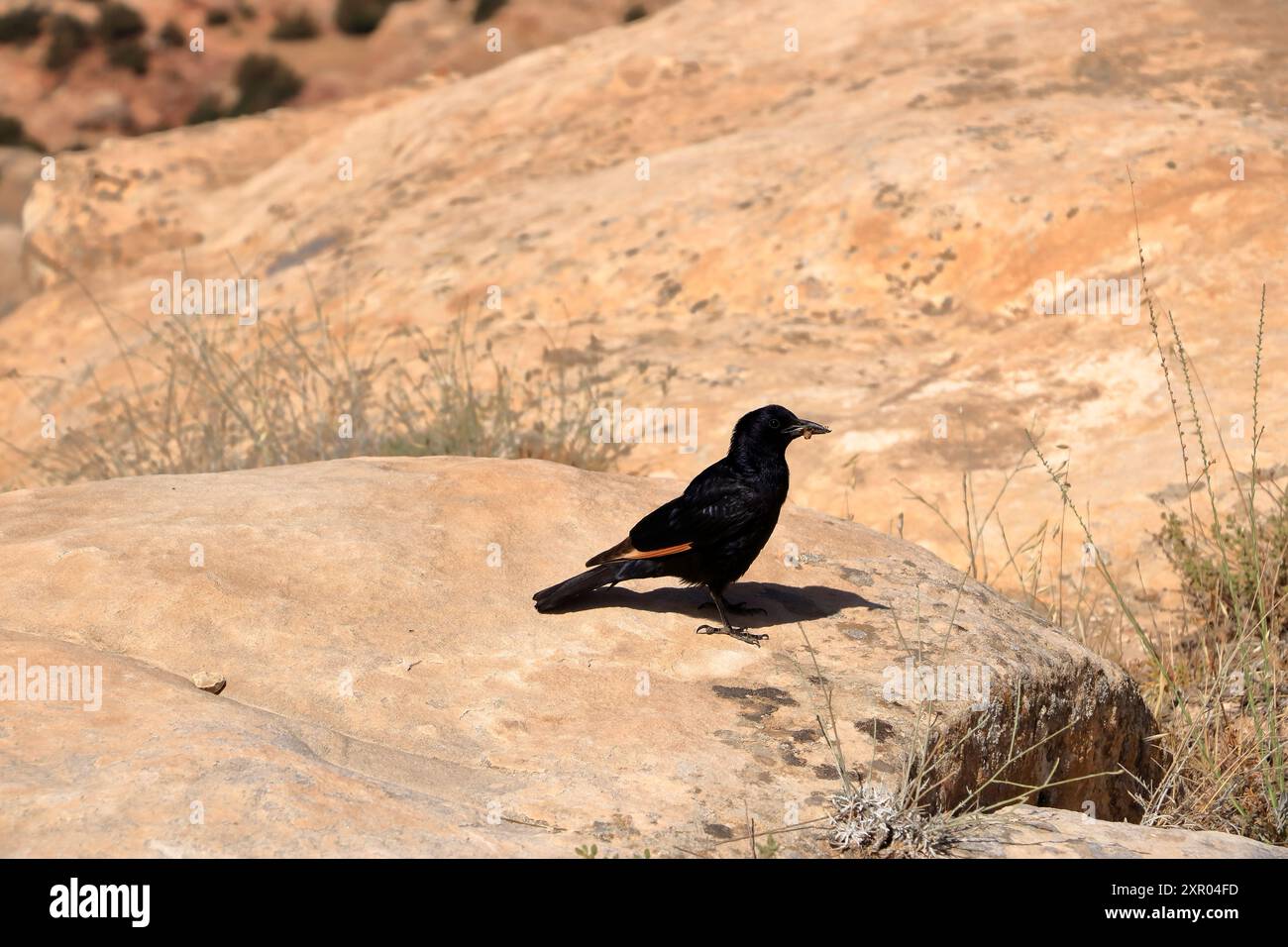 Birdwatching in Dana Biosphere Reserve in Jordan: Tristram's starling ...