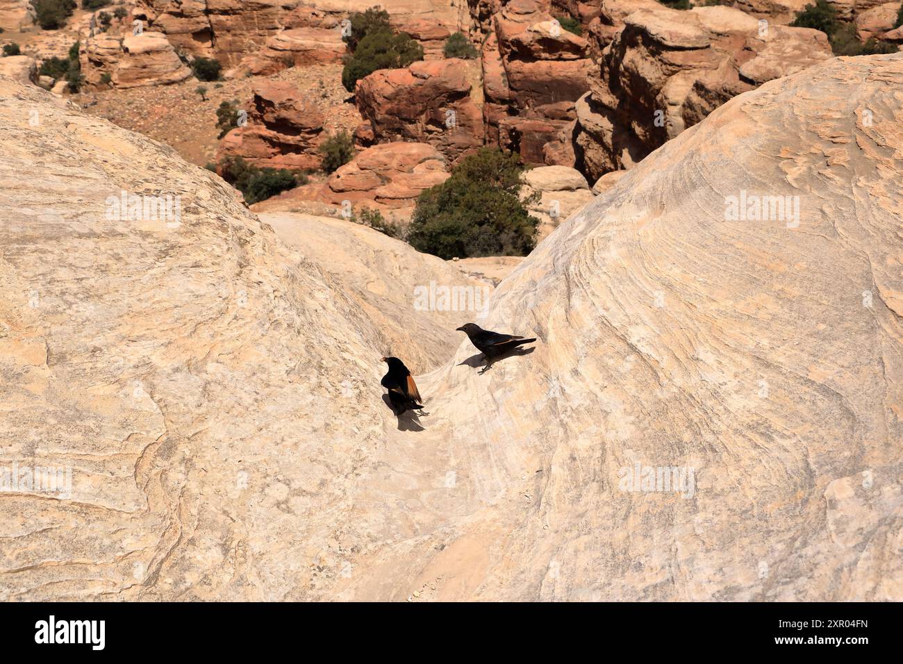 Birdwatching in Dana Biosphere Reserve in Jordan: Tristram's starling ...