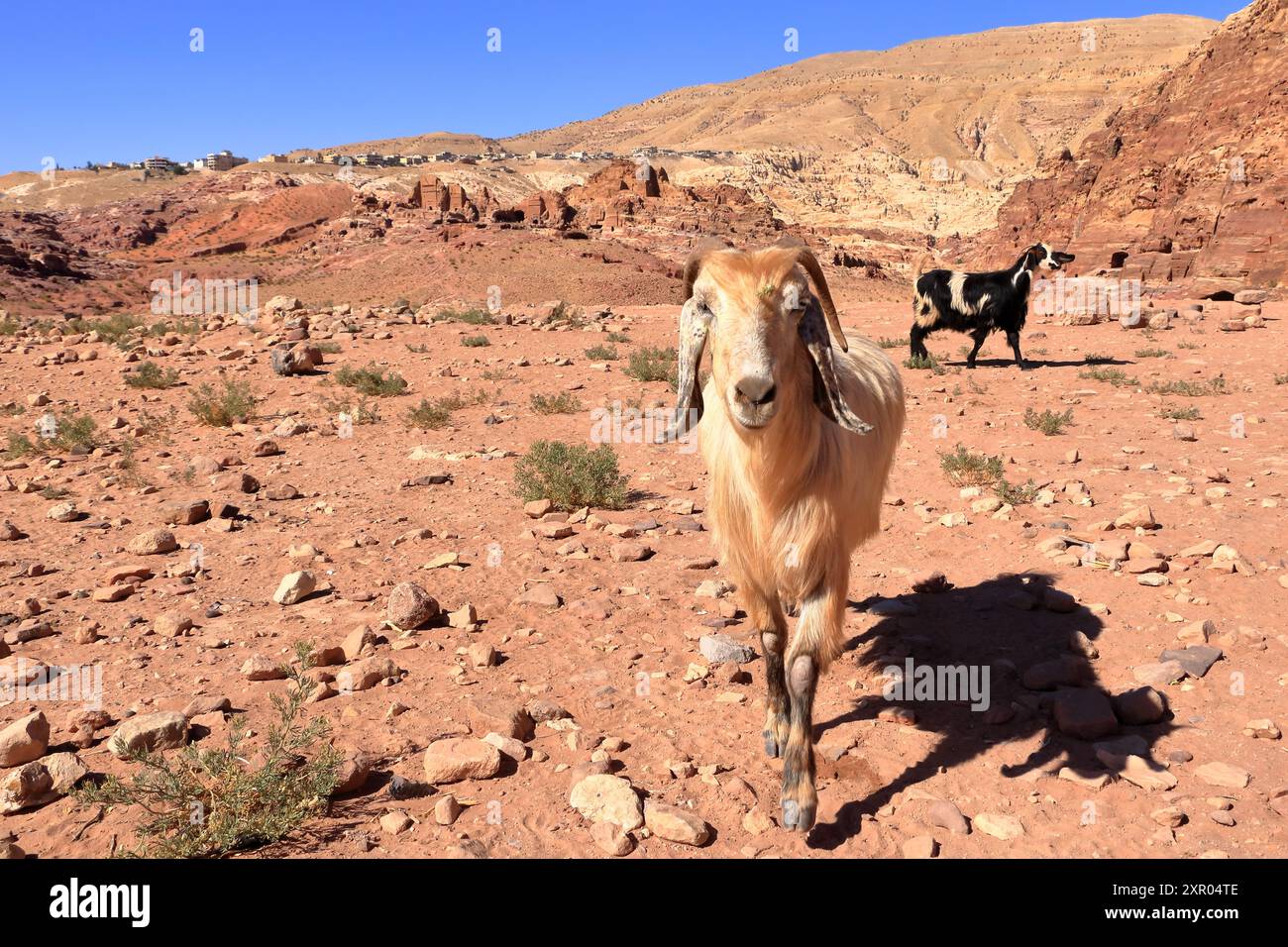 Mountain goat petra jordan hi-res stock photography and images - Alamy