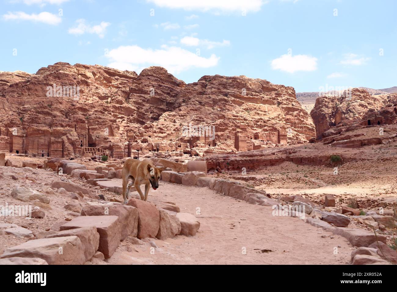 cute stray dog at the area of Wadi Musa, Petra in Jordan Stock Photo ...